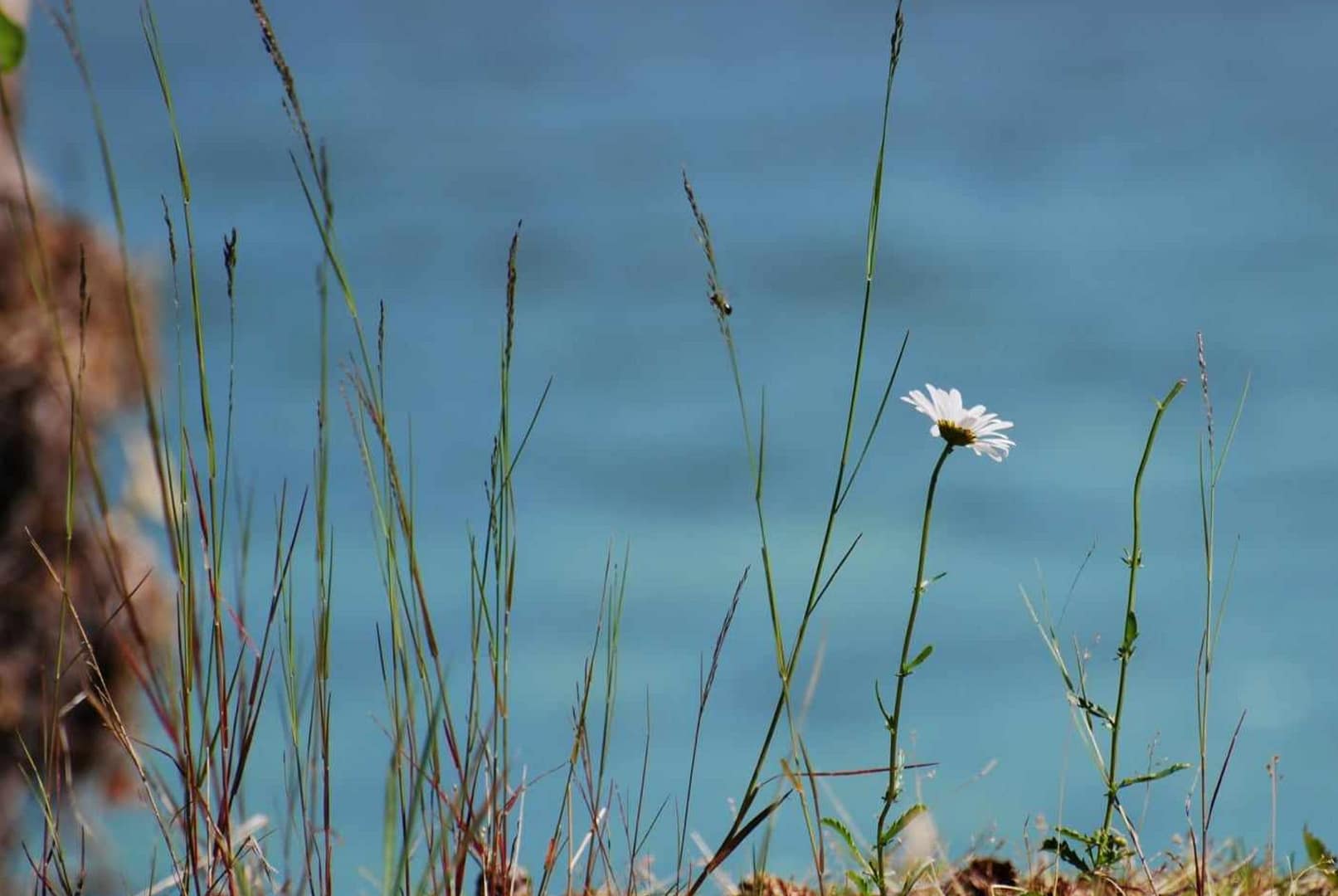 Issue 52 – Farm Animals - The Solitary Daisy