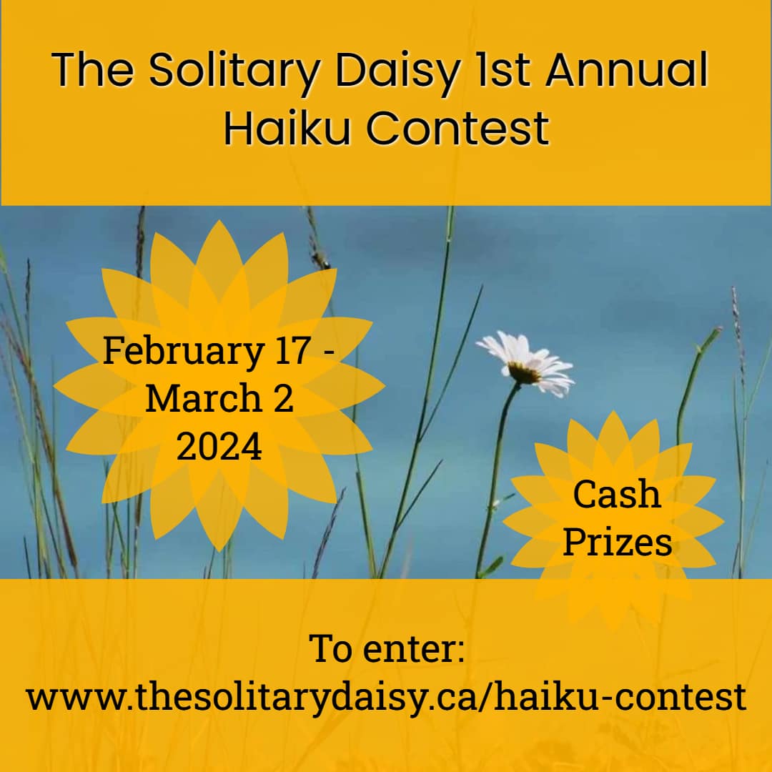 Haiku Contest - The Solitary Daisy